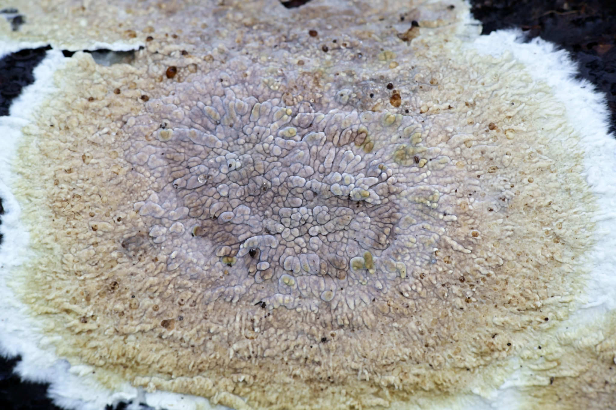 Coniophore des caves : traitement, prix et conseils